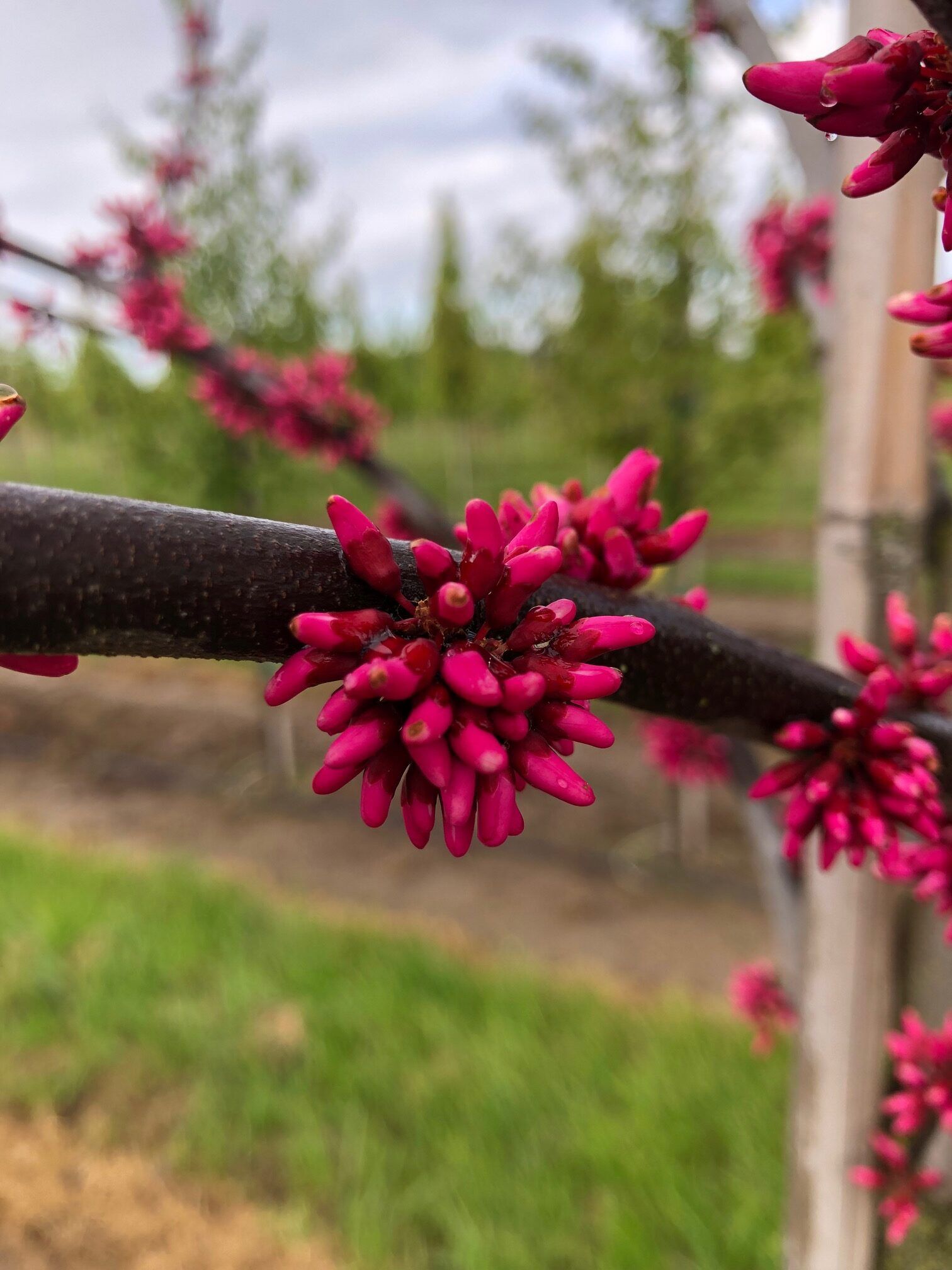 Appalachian Red Redbud Tree Profile by Kuenzi Turf & Nursery